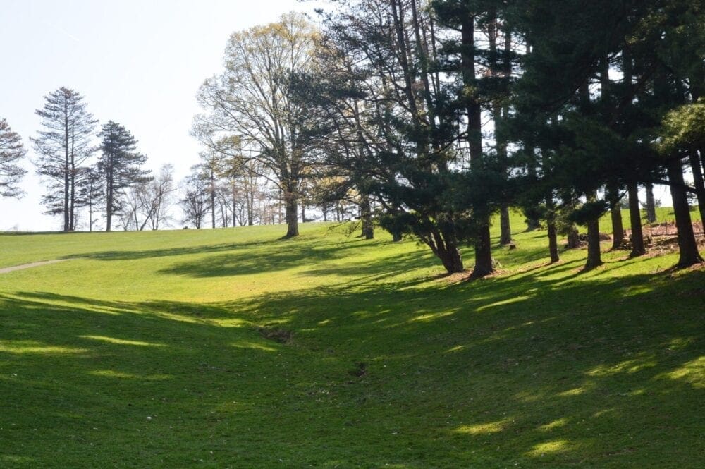 Golfers Know that Maple Tree on Crispin’s 11th Hole - Lede News
