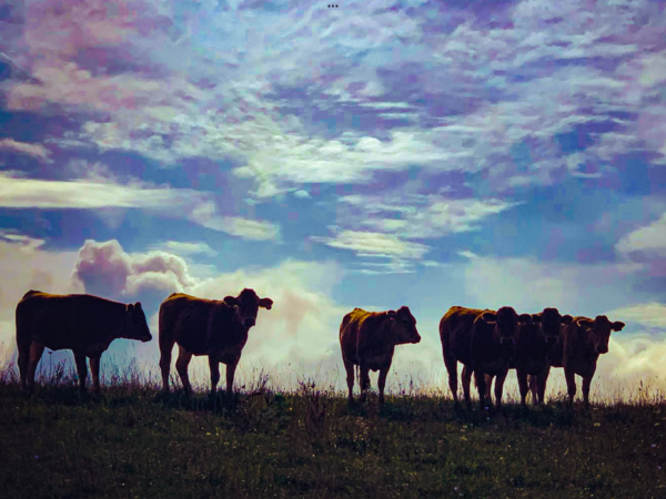 There Is a REAL Dutton Ranch in Belmont County | Lede News